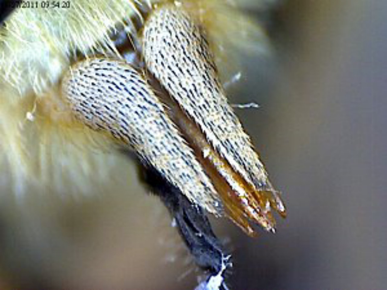 La photo macro et micro: Bonne visite à tous. Cliquez sur les photos ...